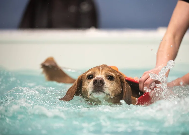 Dog Fun Swim & Hydrotherapy | Dragonfly Dog — Dragonfly Dog