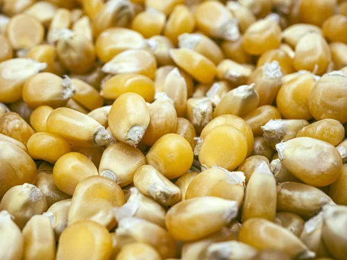 Feed — MFA Coop #2