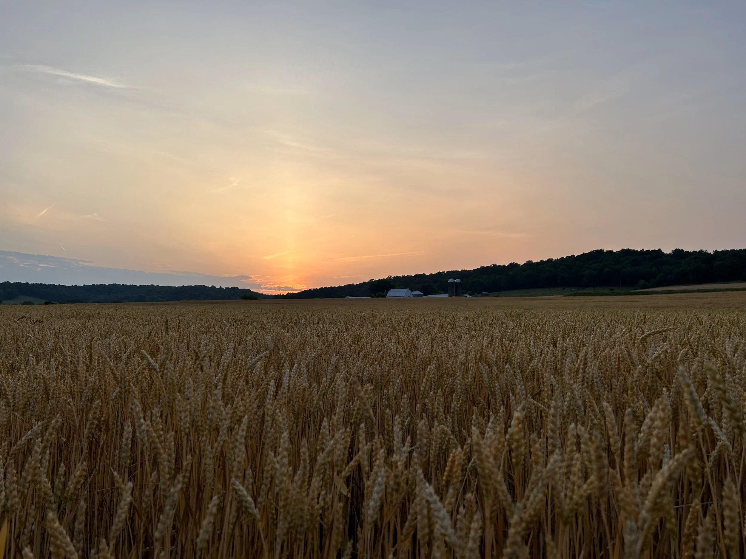 Seed — MFA Coop #2