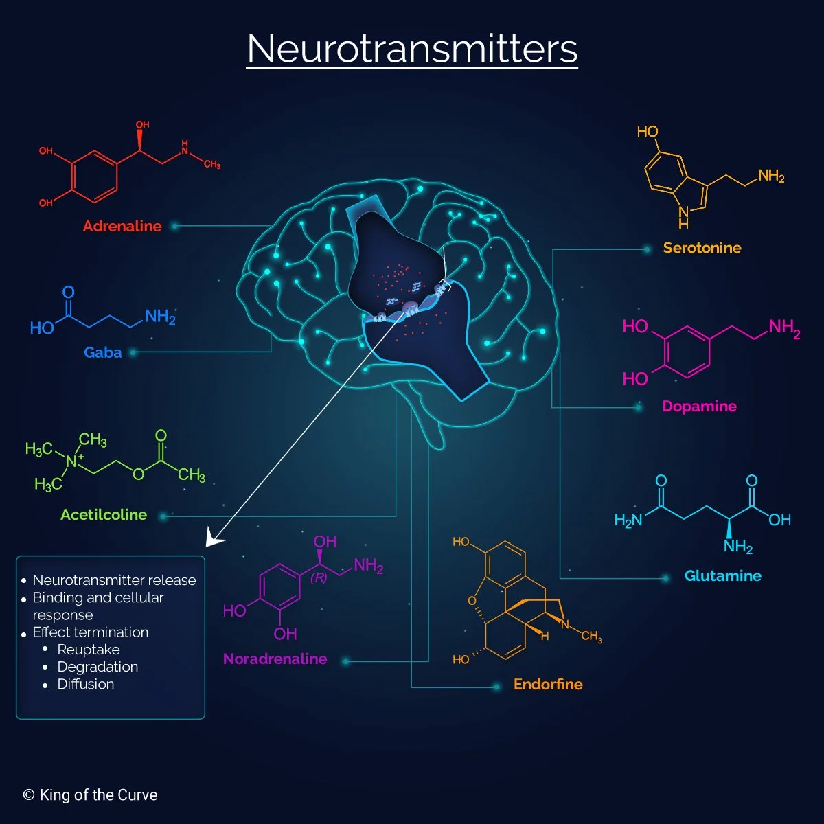 Mastering Neurotransmitters & Synaptic Transmission for the DAT — King ...