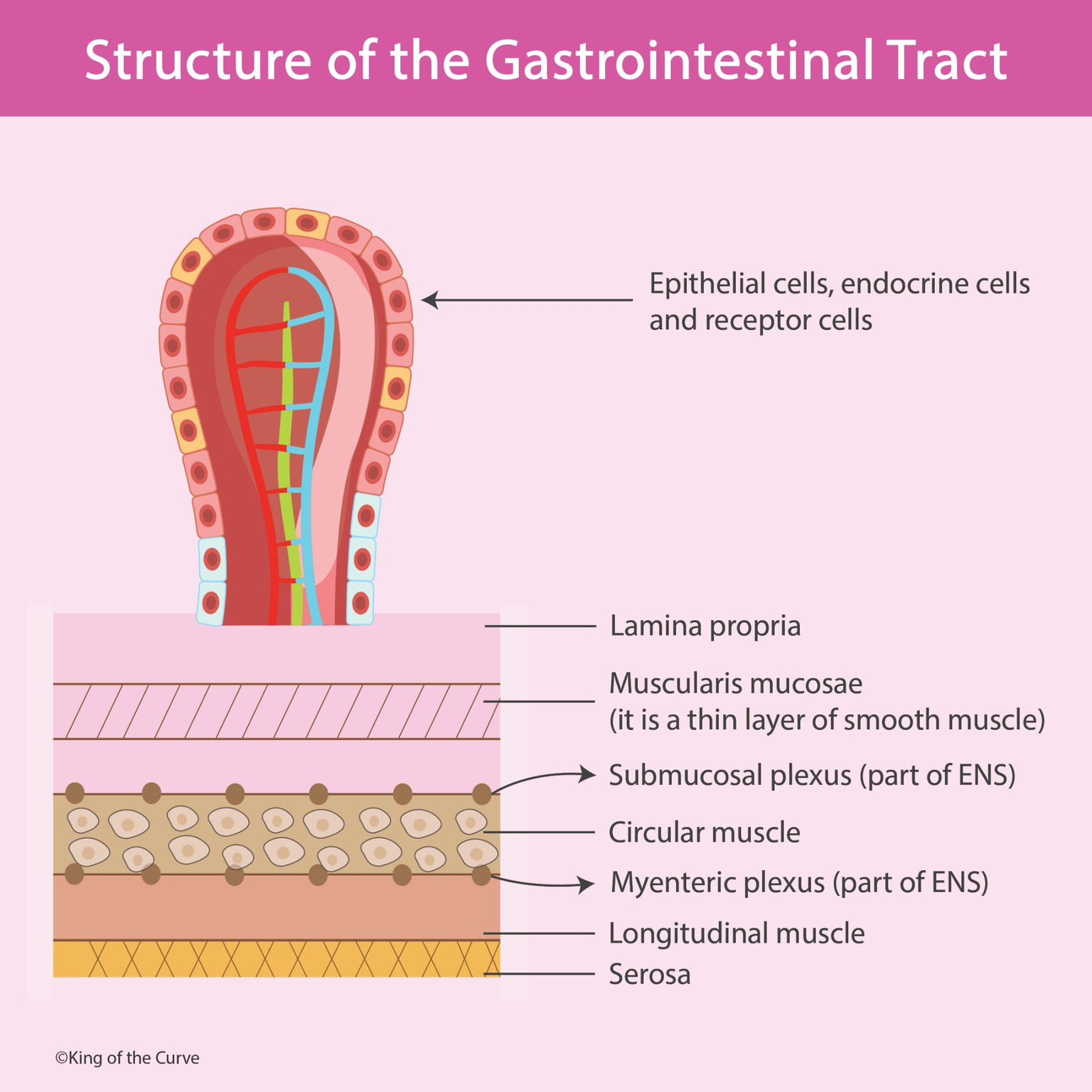 🧠 Structure of the Gastrointestinal Tract: An Overview — King of the Curve