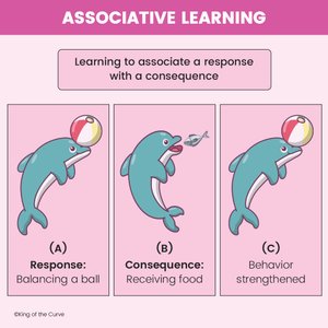 Associative Learning on the MCAT: Why It Matters and How to Master It ...