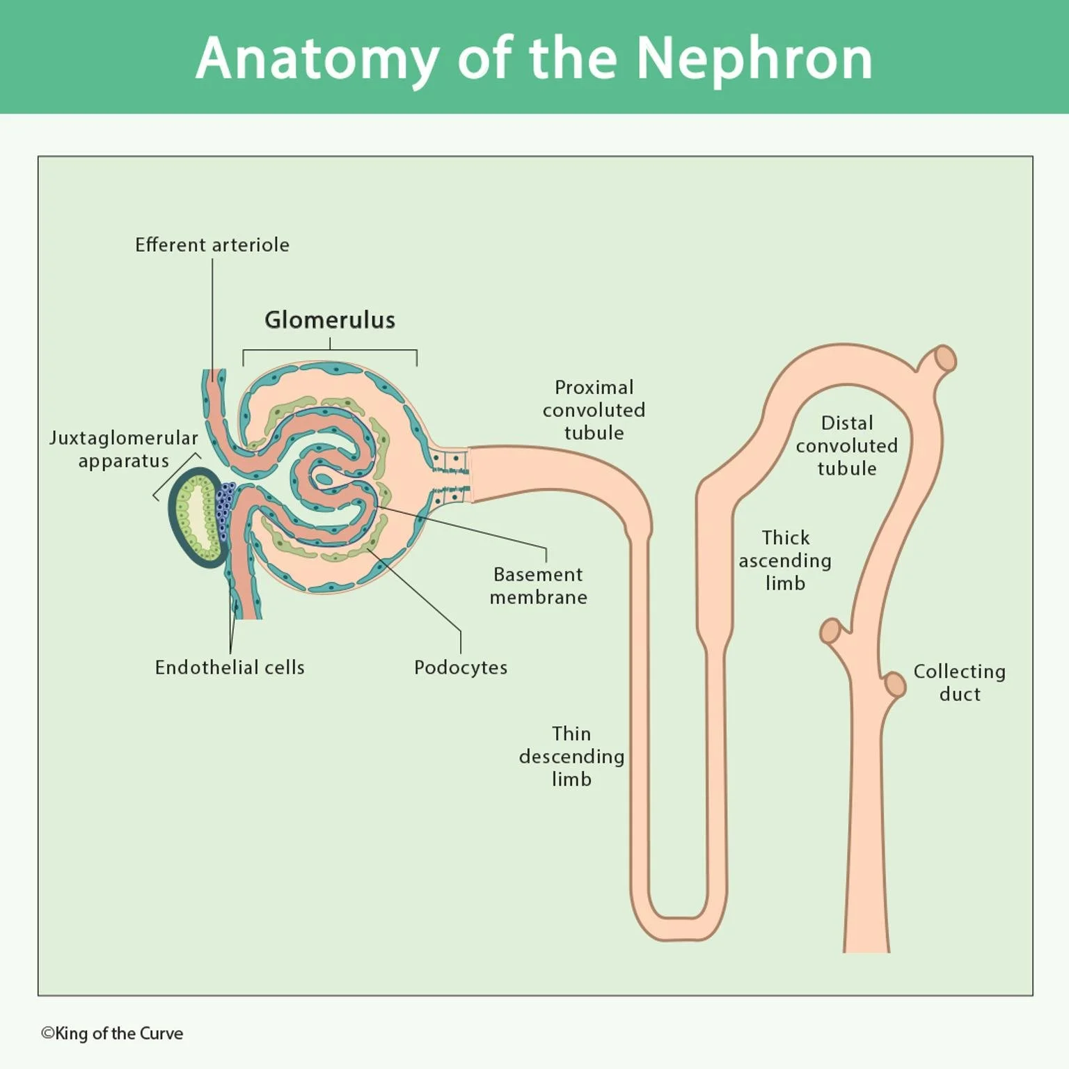 🧠 Anatomy of the Nephron: The Kidney’s Filtration Master — King of the ...