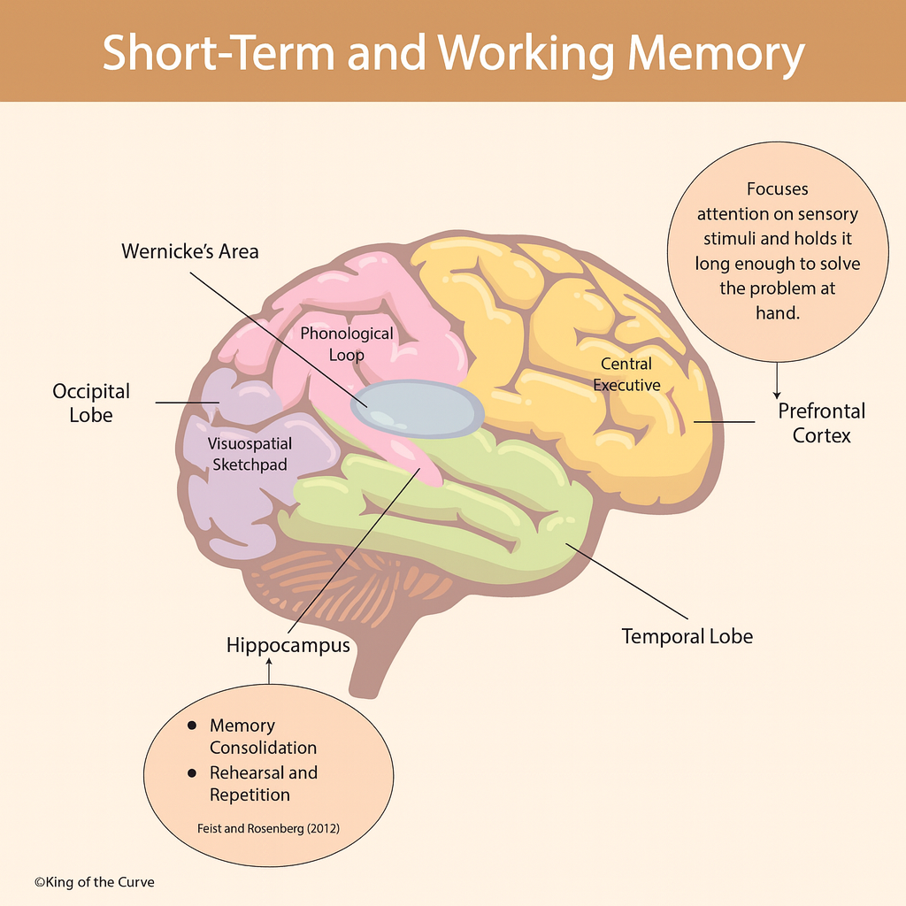 ёяза Short Term And Working Memory таф King Of The Curve