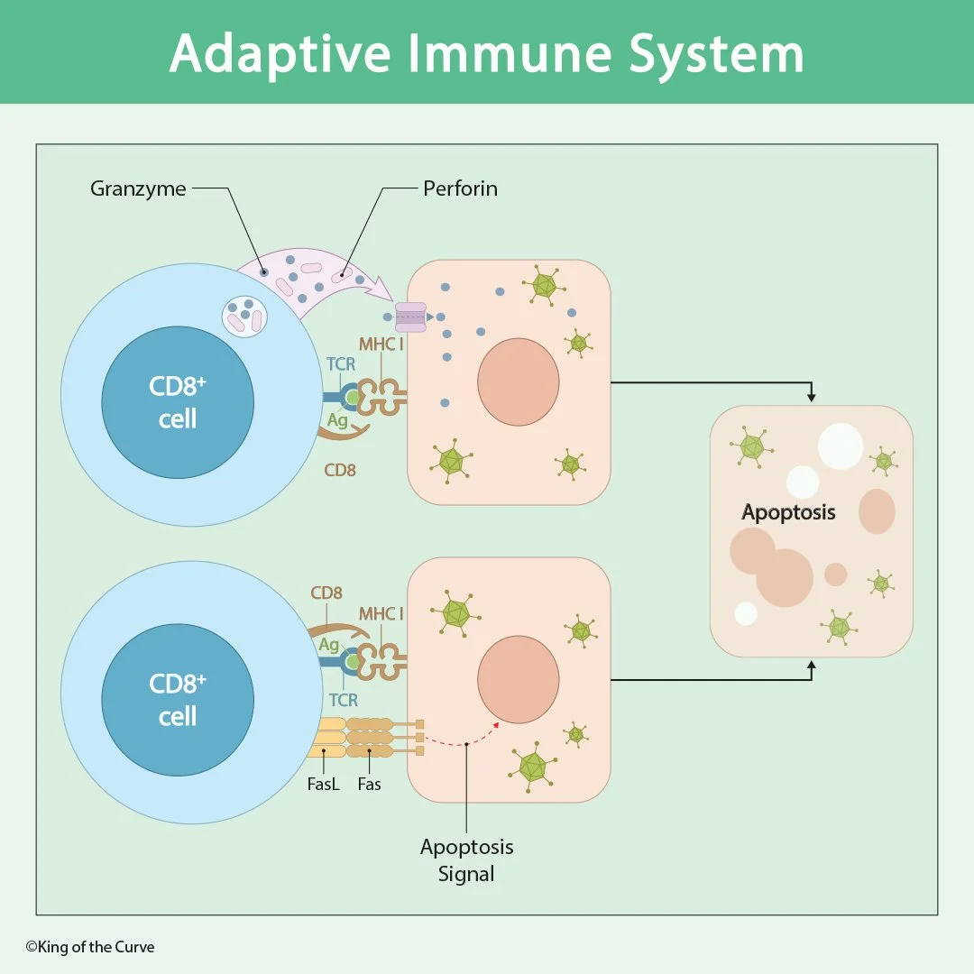 CD8+ Cytotoxic T Cells: MCAT Guide to Adaptive Immunity & Apoptosis ...