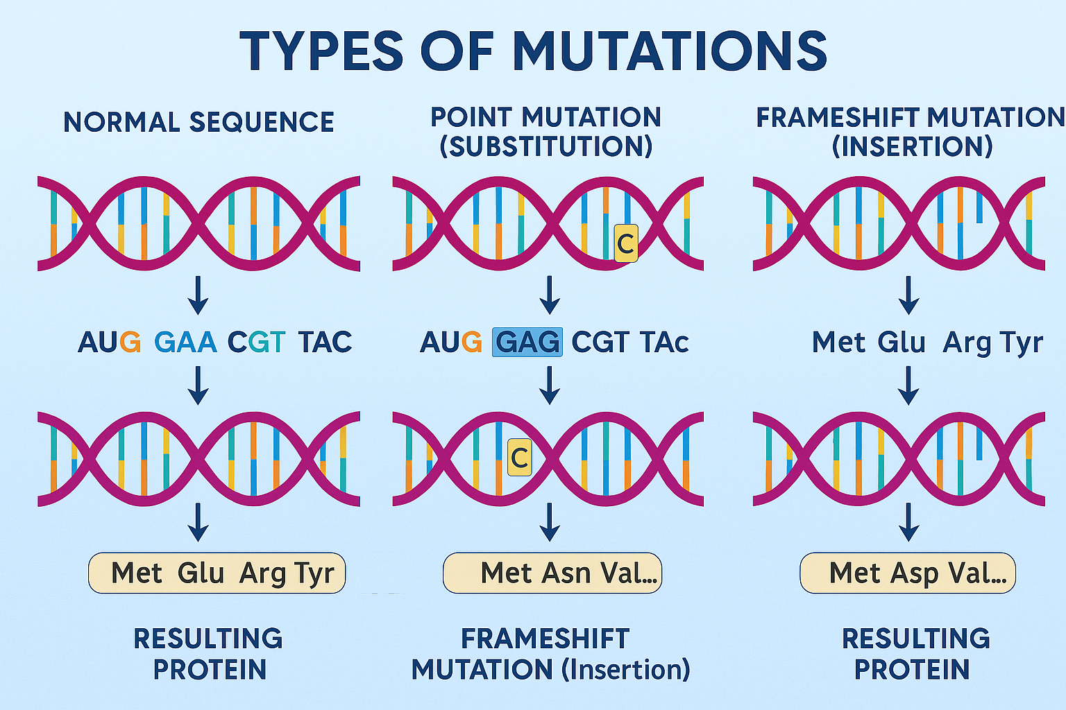 🧬 Mutations – Point, Frameshift & Their Effects on Protein Synthesis ...