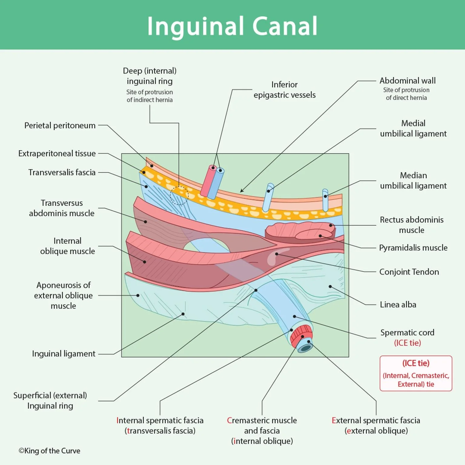 рџ є Inguinal Canal Anatomy And Clinical Significance вђ King Of The Curve