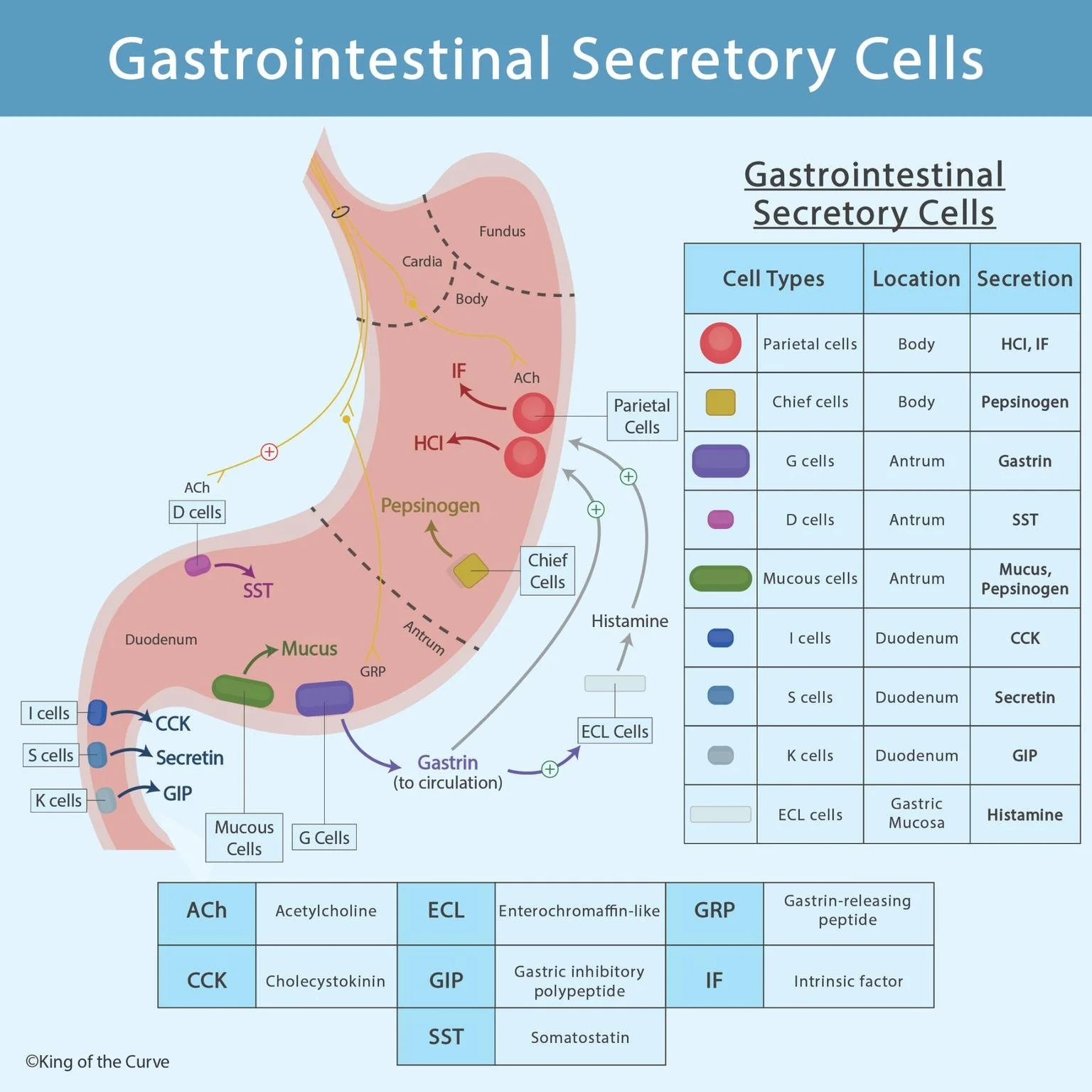 🧠 Gastrointestinal Secretory Cells: An Integrated Overview — King of ...