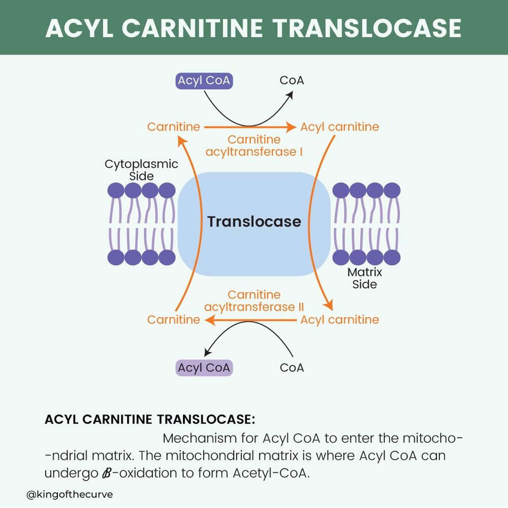 Acyl Carnitine Translocase: MCAT Guide to Fatty Acid Transport & β ...