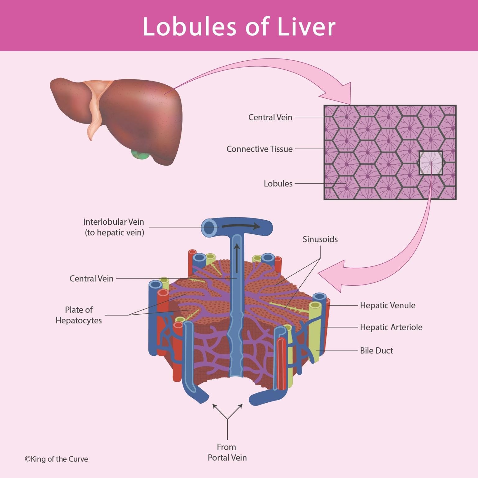 🧬 Lobules of Liver: Structure, Function, and Blood Flow Explained ...