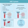 ABO Blood Group System Explained for the MCAT – Antigens, Antibodies ...