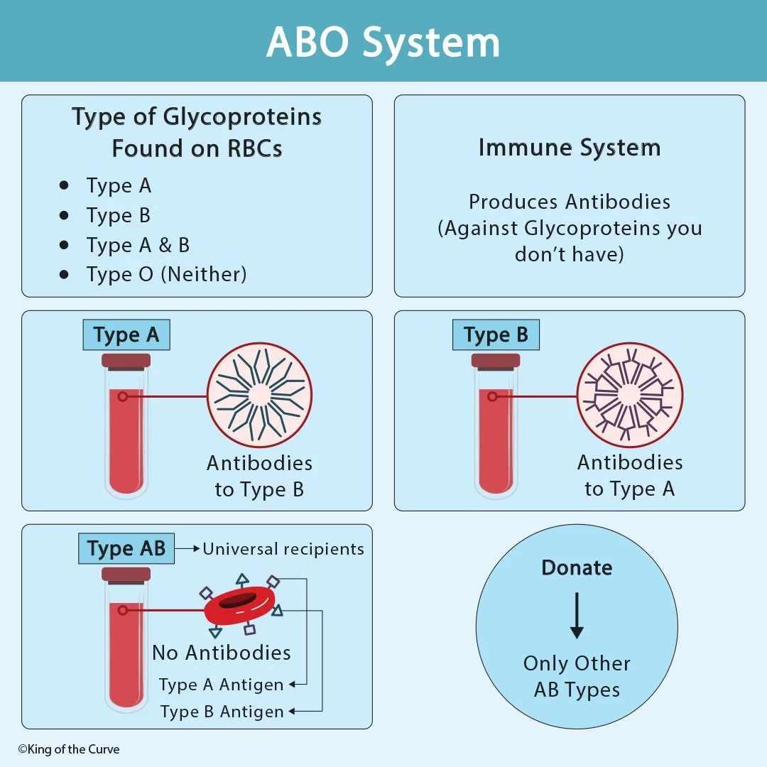 ABO Blood Group System Explained for the MCAT – Antigens, Antibodies ...