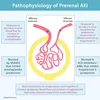 Acute Kidney Injury (AKI): Pathophysiology, Diagnosis, and Management ...