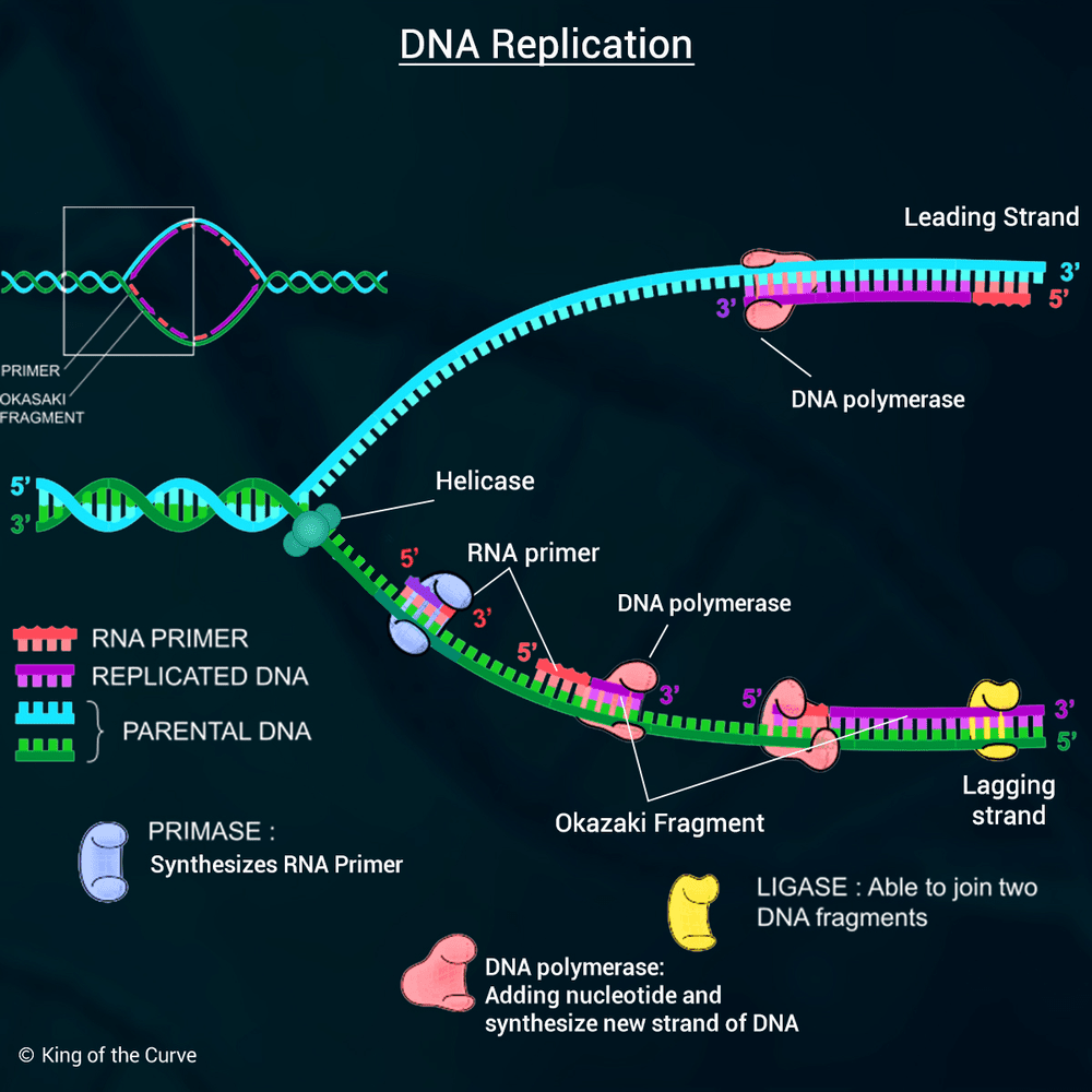 DNA Replication: Mastering the Mechanism for the DAT — King of the Curve