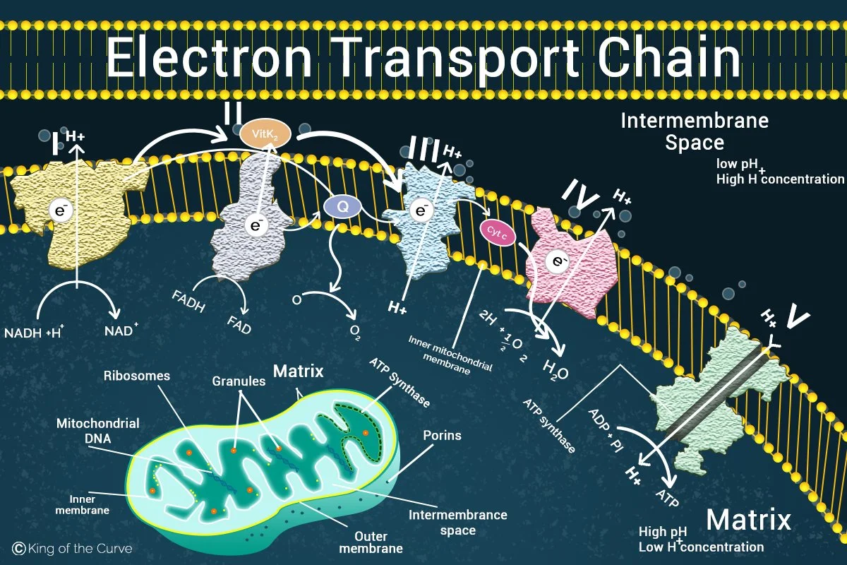 The Electron Transport Chain: How Cells Generate ATP — King of the Curve