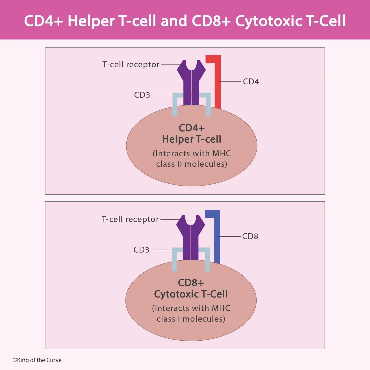🧬 CD4+ Helper T Cells vs CD8+ Cytotoxic T Cells: The Immune System’s ...