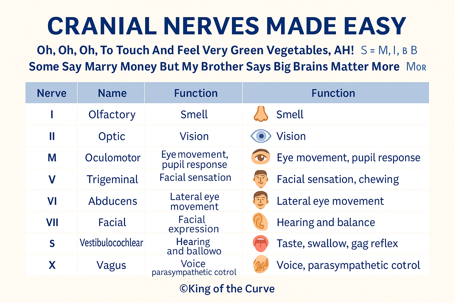 🧠 Cranial Nerves Made Easy: Mnemonics, Functions & NCLEX Tricks — King of the Curve