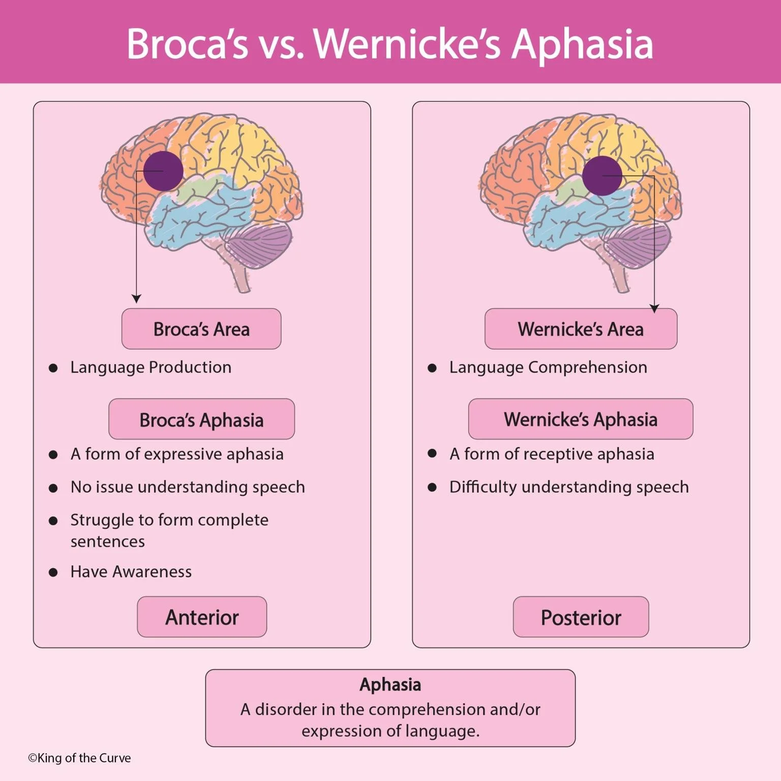 🧠 Broca’s vs. Wernicke’s Aphasia: Understanding Language Impairments — King of the Curve