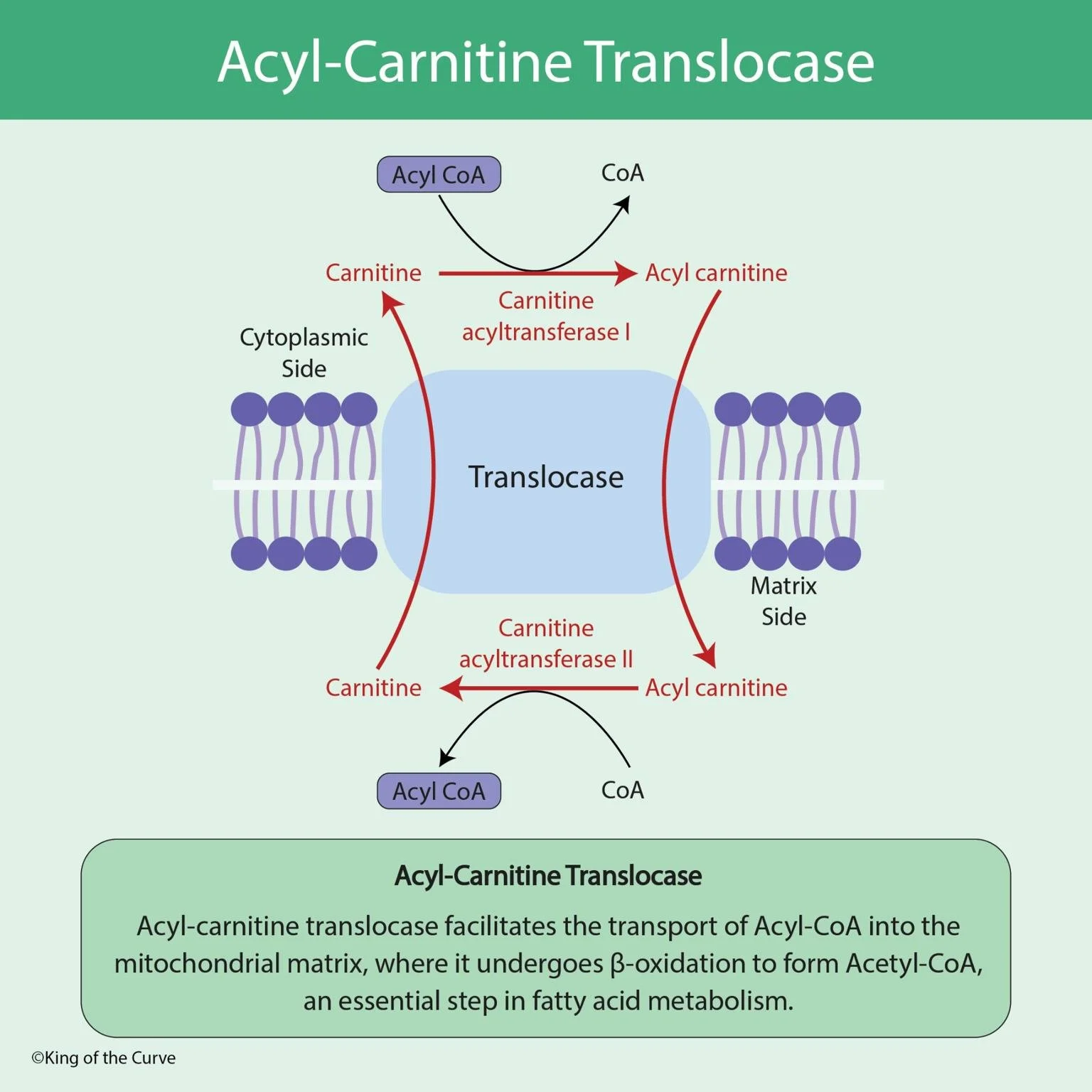 🧠 Acyl-Carnitine Translocase: A Key Player in Fatty Acid Metabolism ...