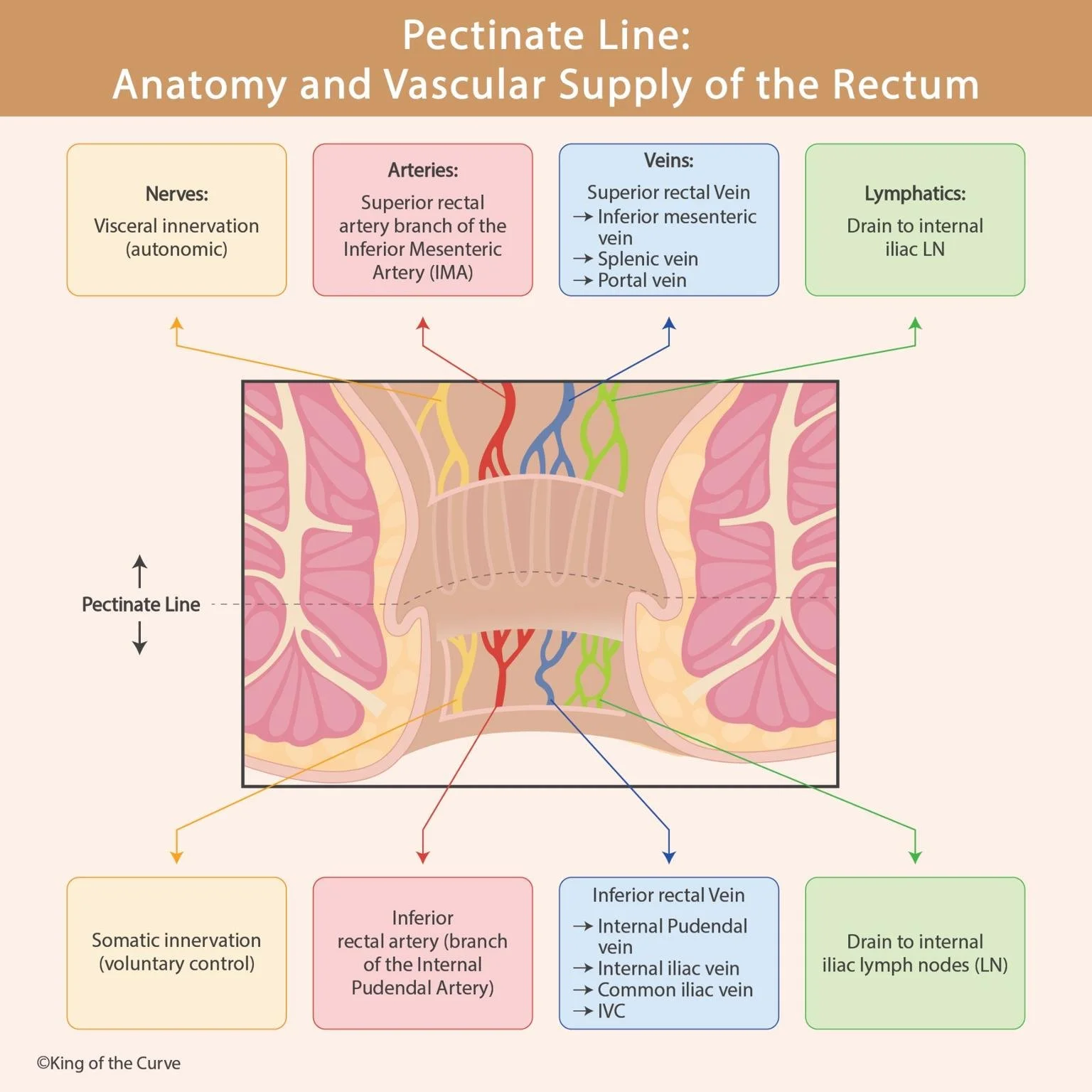 🩺 Pectinate Line: Anatomy and Vascular Supply of the Rectum — King of the Curve