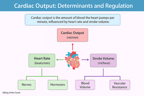 ️ Cardiac Output: How Your Heart Keeps Up the Flow — King of the Curve
