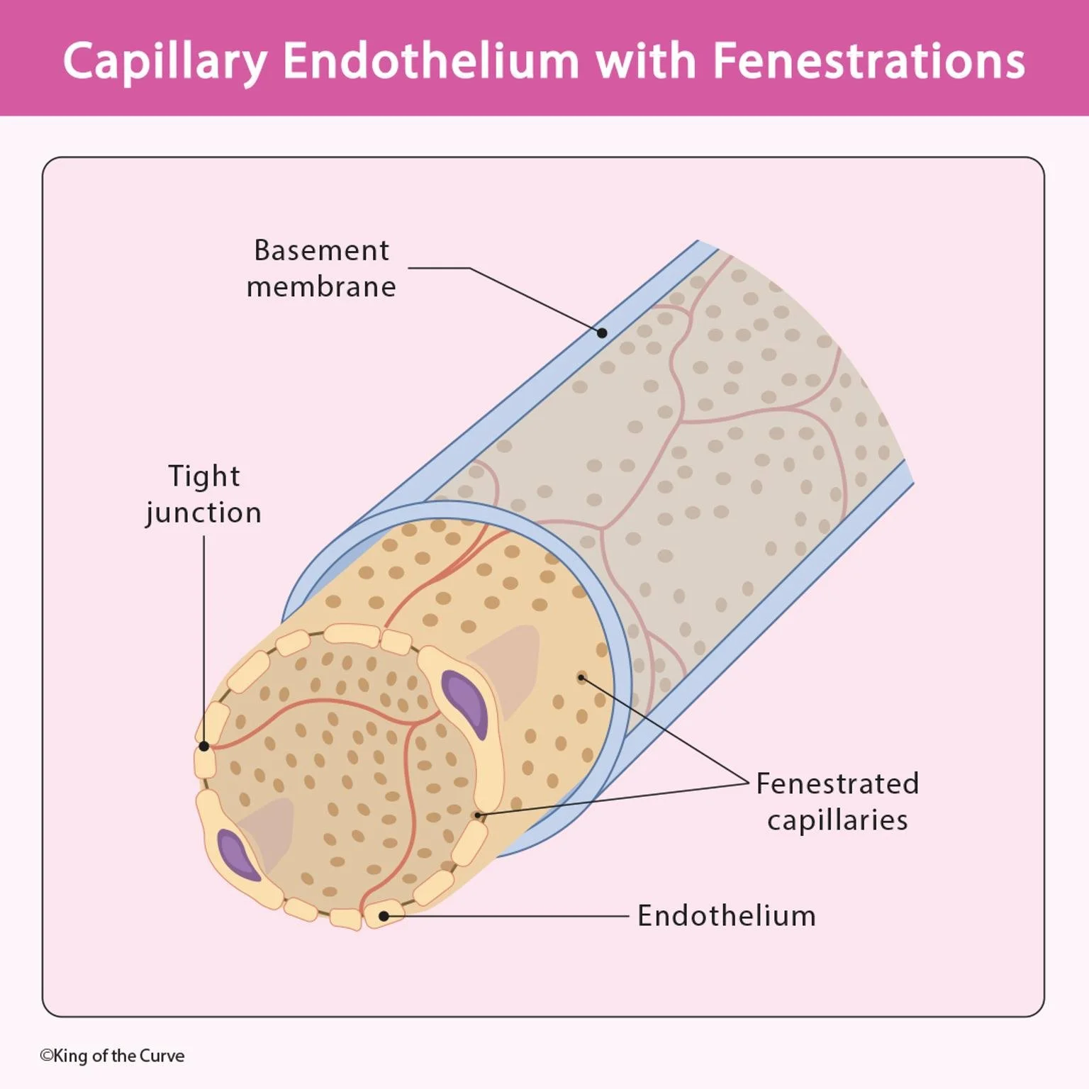 🩸 Capillary Endothelium with Fenestrations: Structure & Function — King ...
