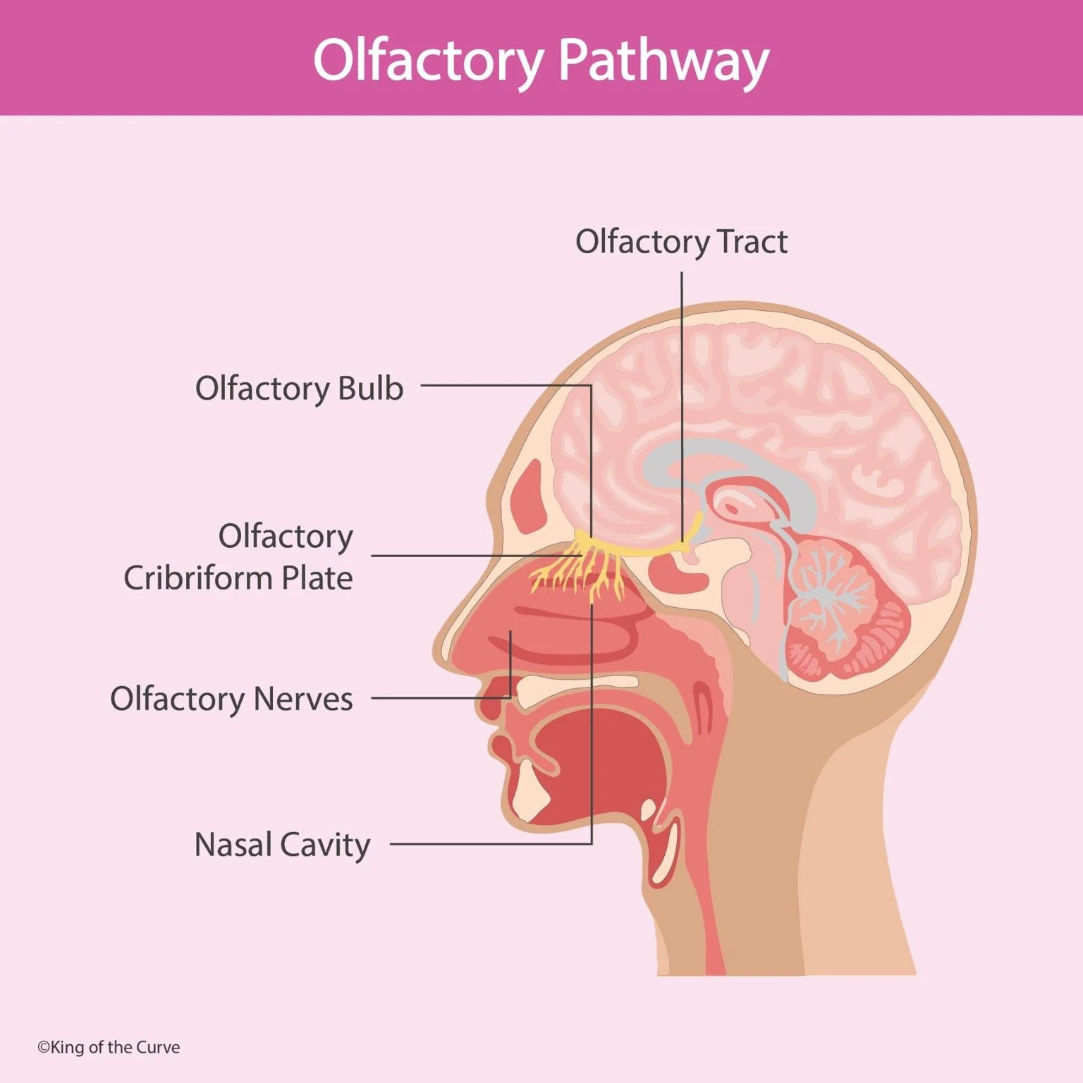 👃 Olfactory Pathway — King of the Curve