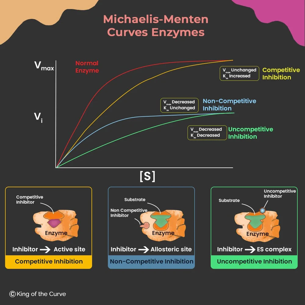 Enzyme Kinetics and the Michaelis-Menten Equation: Key Concepts for the DAT — King of the Curve