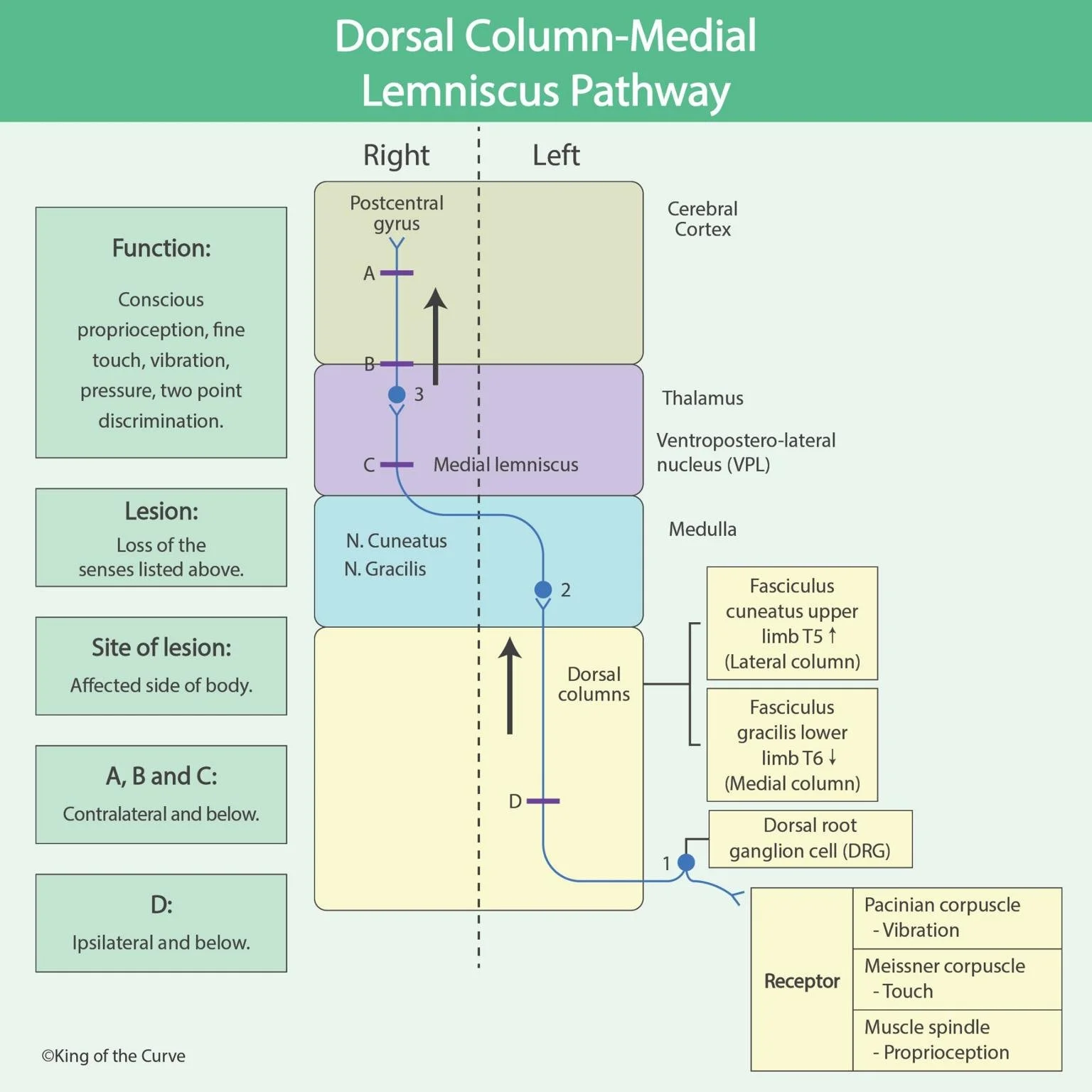🧠 Dorsal Column–Medial Lemniscus Pathway (DCML): Anatomy & Function ...