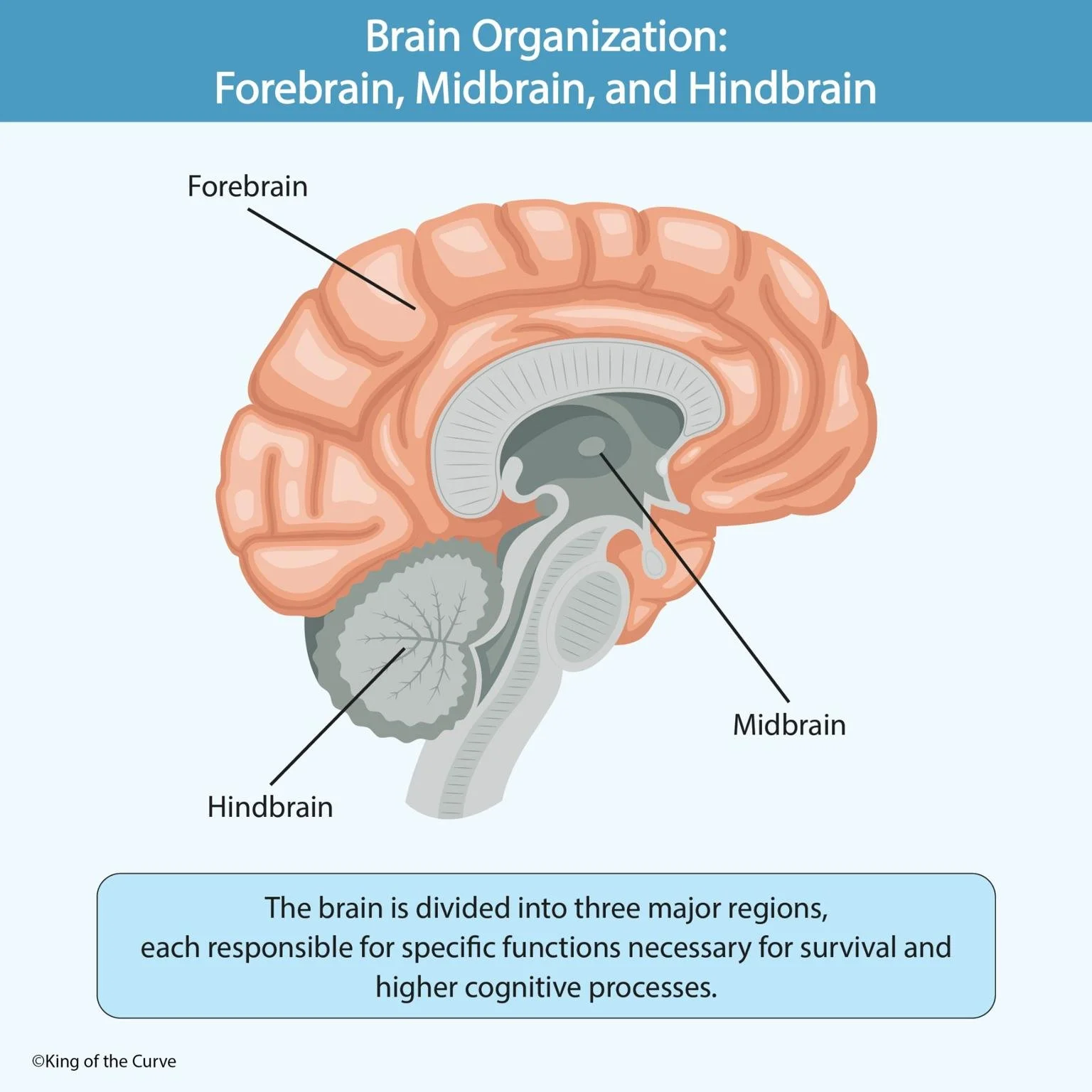 🧠 Brain Organization: Forebrain, Midbrain, and Hindbrain — King of the ...
