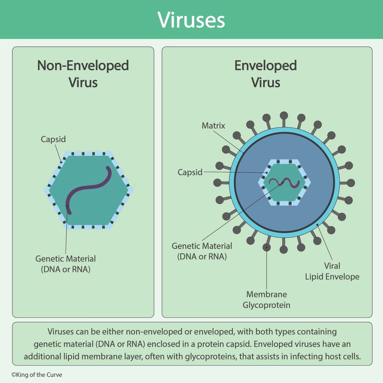 🦠 Enveloped vs. Non-Enveloped Viruses: A Visual MCAT Breakdown — King ...