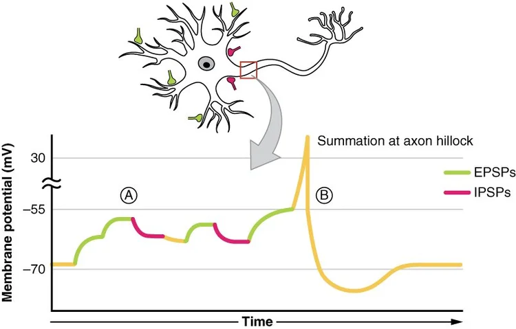 Summation: How Neurons Decide to Fire — King of the Curve