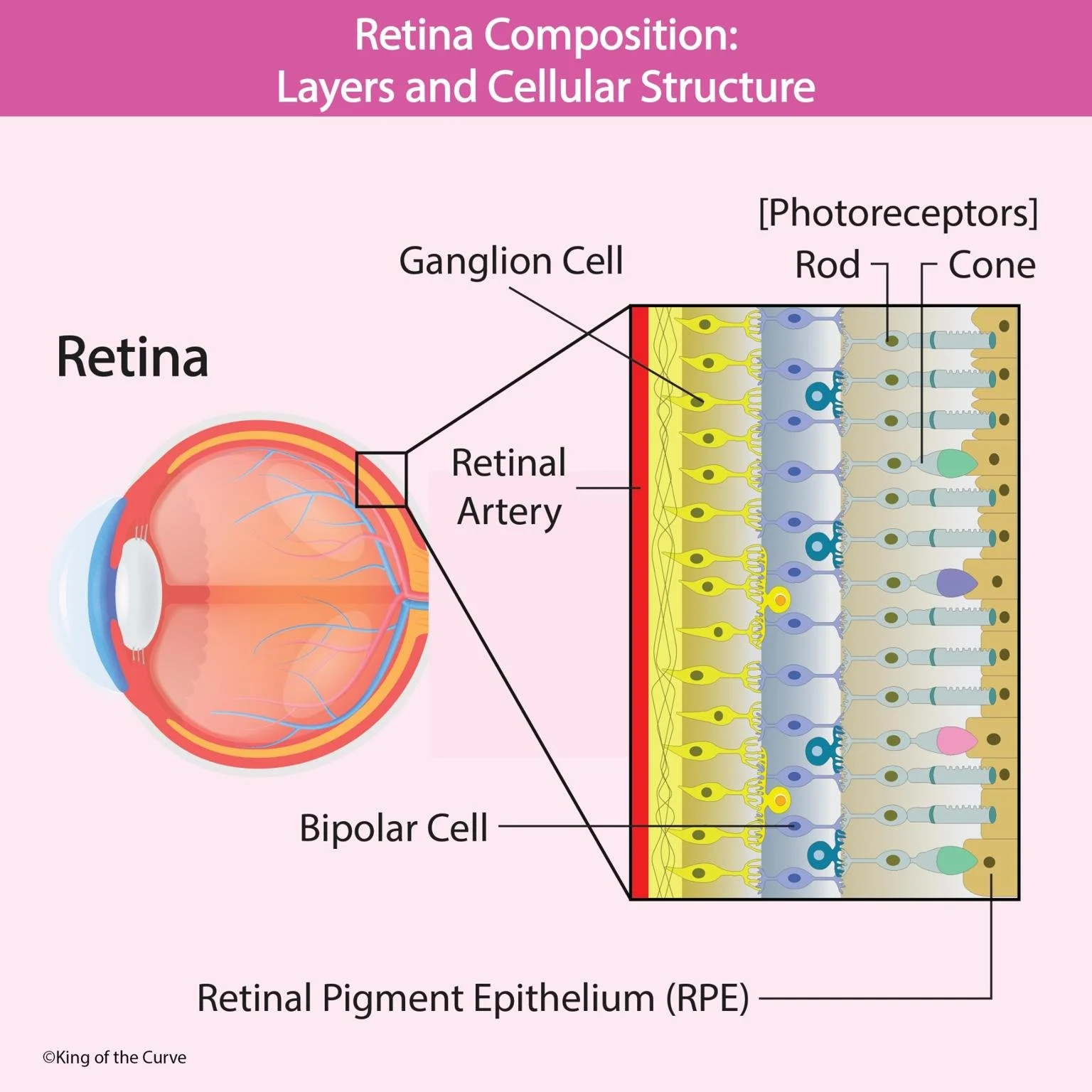 👁️ Understanding the Retina: A High-Yield Look at Cellular Layers ...
