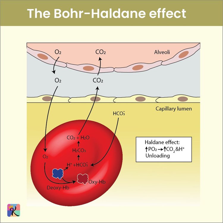 The Bohr Effect: Oxygen Delivery and Hemoglobin Binding on the DAT ...