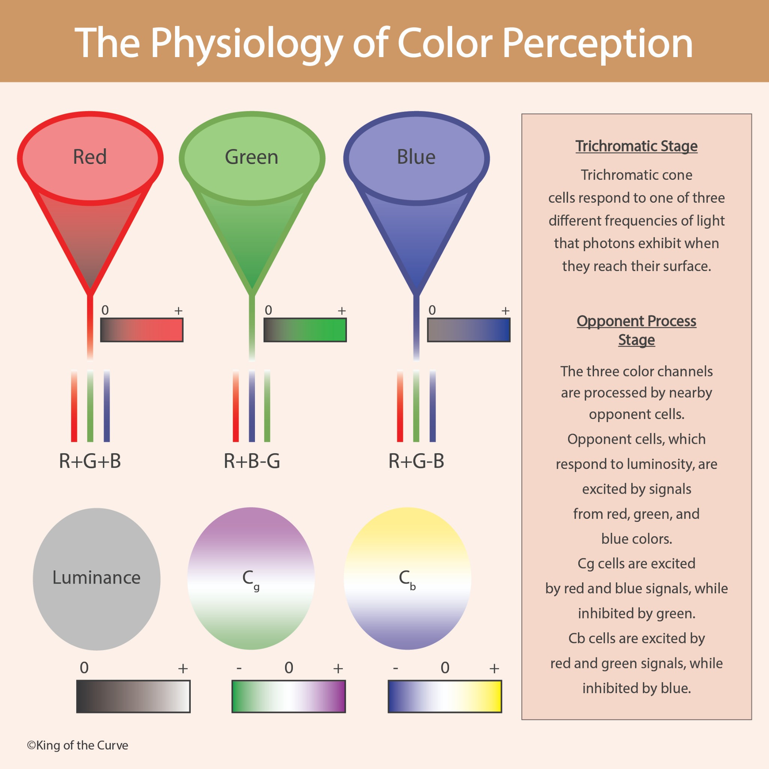 🎨 The Physiology of Color Perception: How the Brain Sees Color — King ...