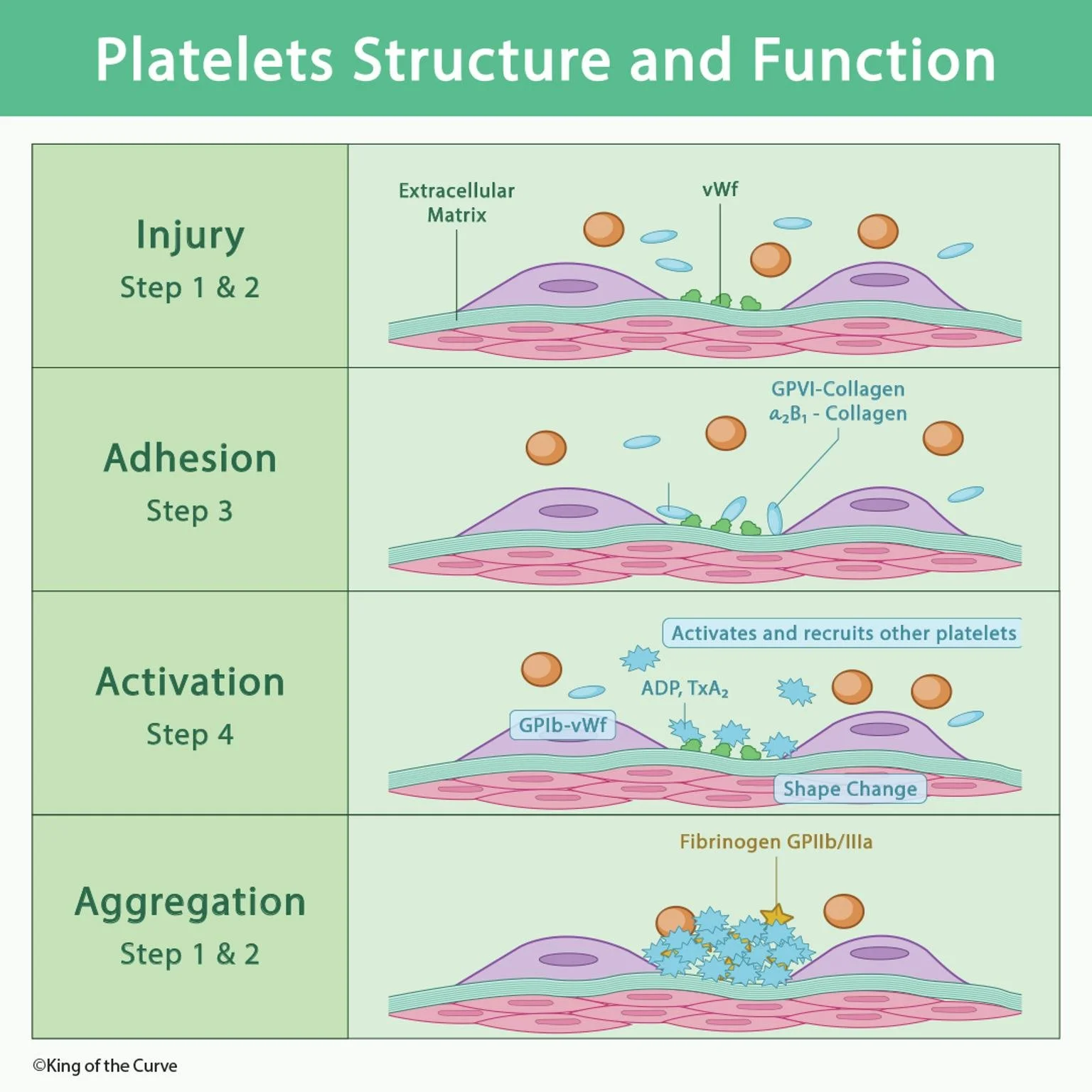 🩸 Understanding Platelet Structure and Function in Hemostasis — King of the Curve