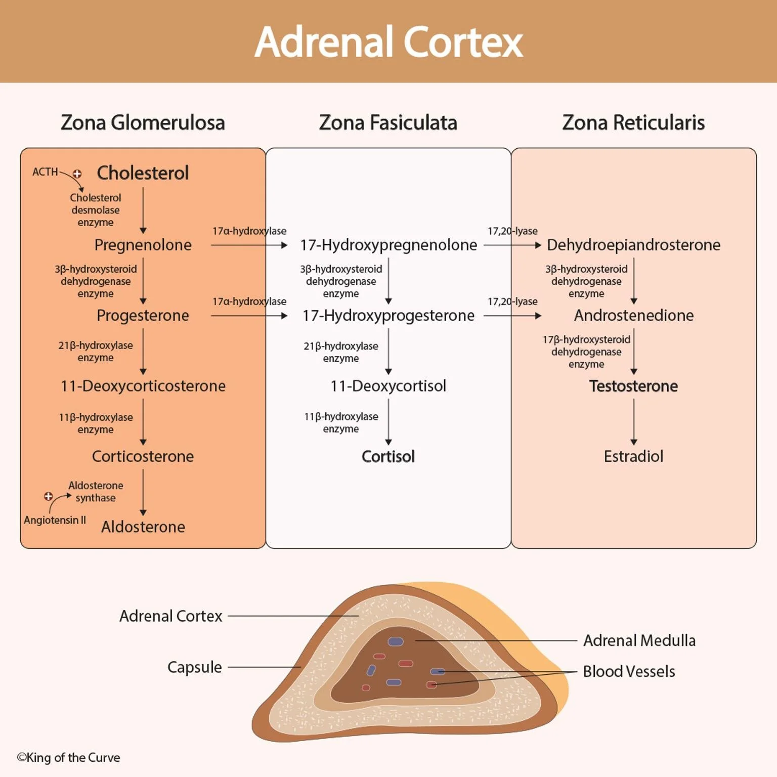 🧪 The Adrenal Cortex Demystified: MCAT Pathways Made Visual — King of ...