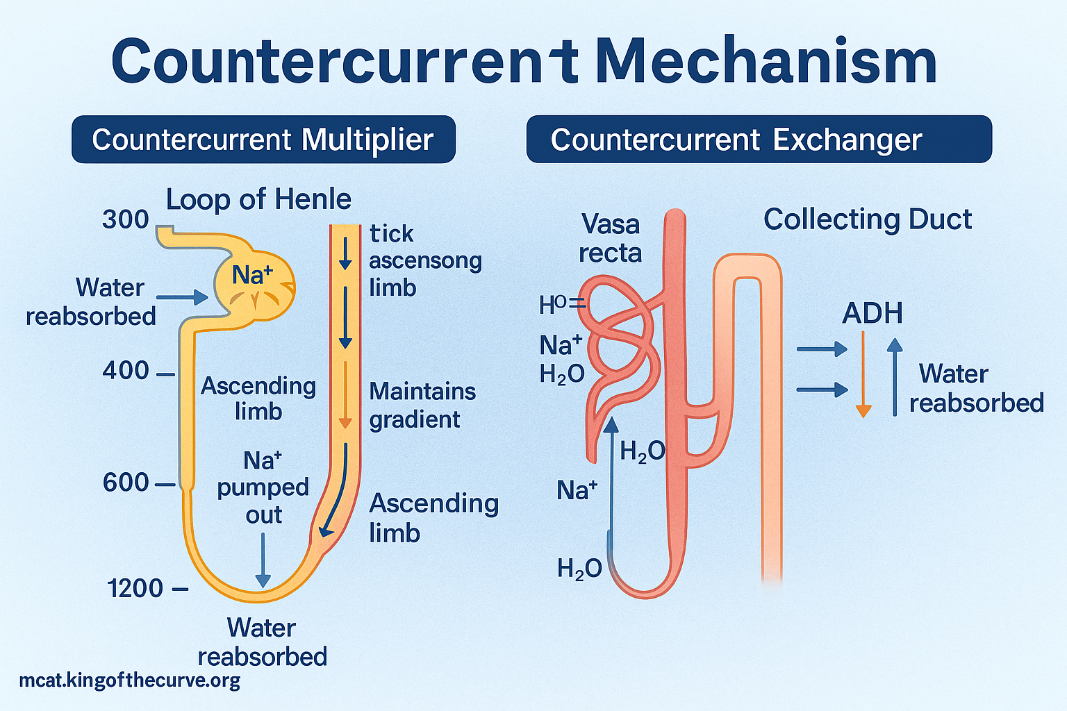 💧 Countercurrent Mechanism: How the Nephron Concentrates Urine (Made ...