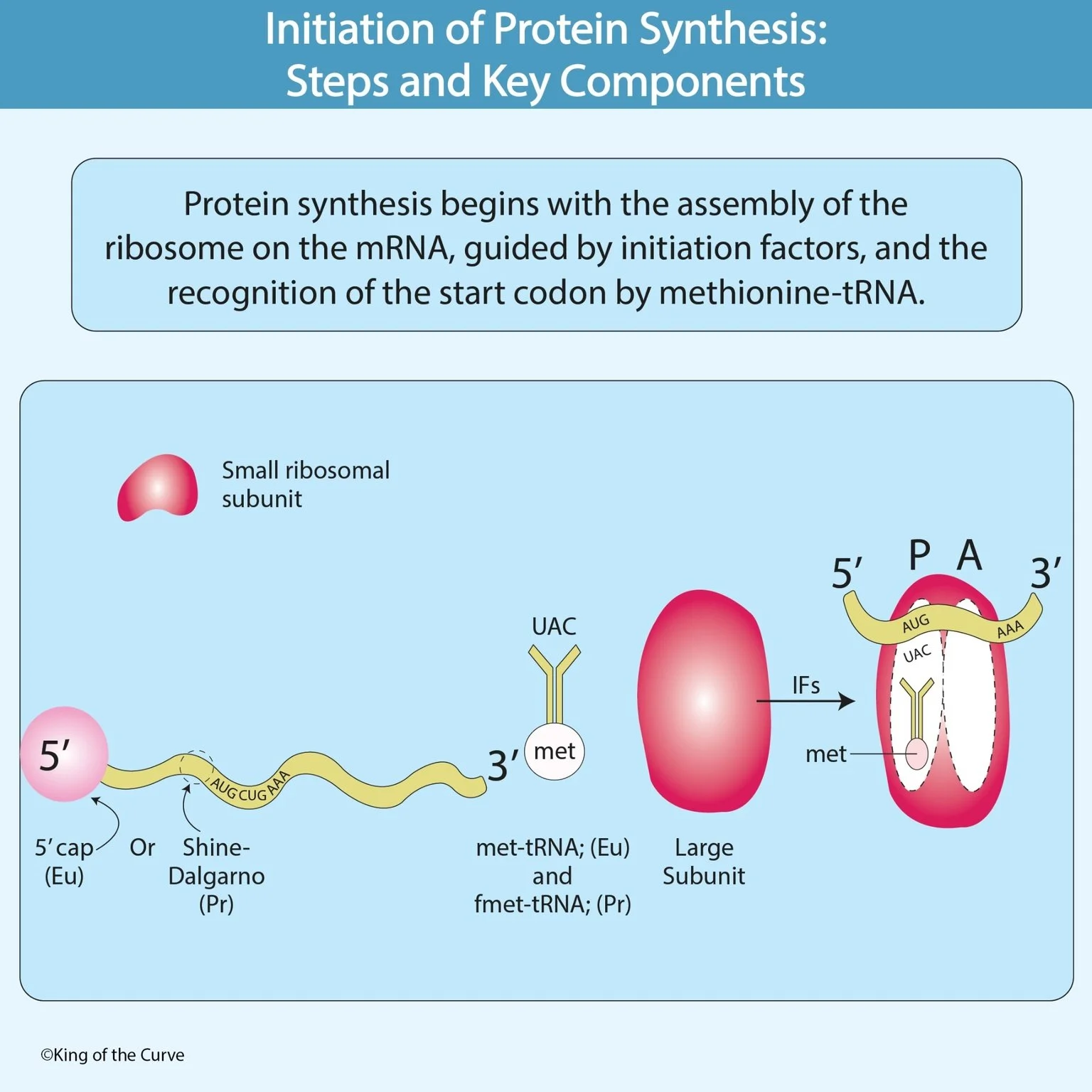 🚀 Initiation of Protein Synthesis: Steps and Key Components Explained ...