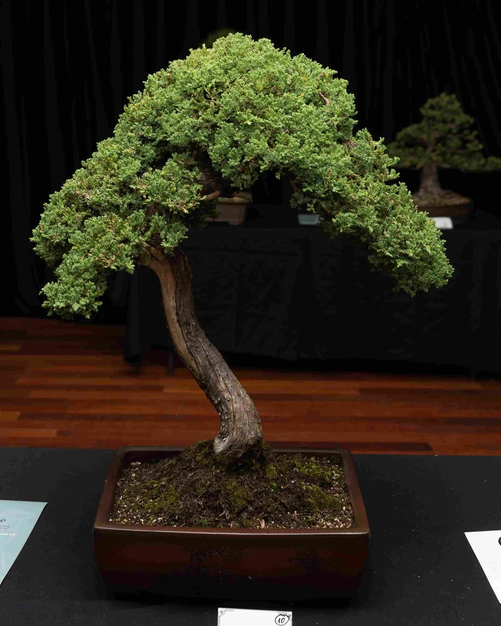 MADAM BONSAI