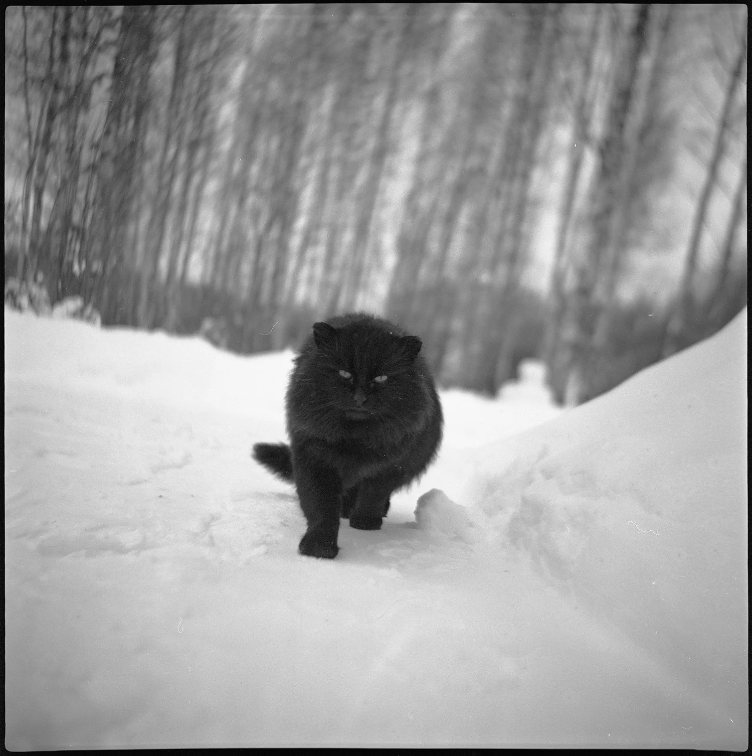 Online Group Exhibition - "Best Friends” November 2022 | Analog Forever ...