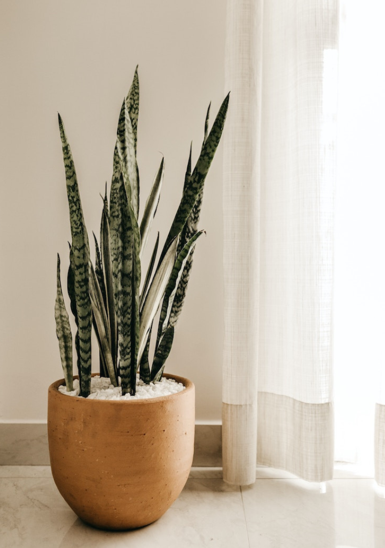 Wellness Spa Paddington Sydney offering Acupuncture, Massage ...
