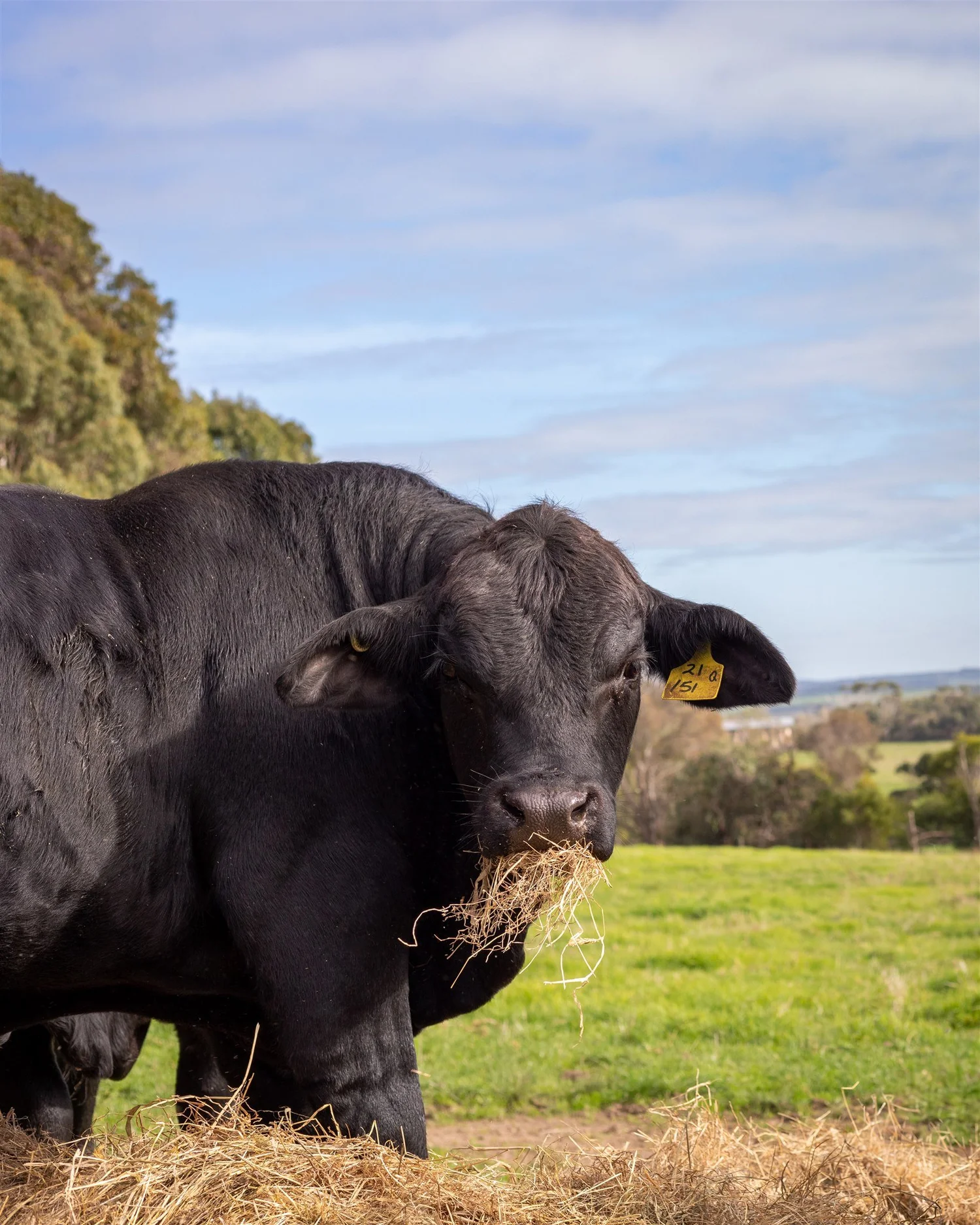 Discover the Remarkable Brangus Cattle: A Perfect Blend of Excellence | Kimberley Downs Brangus ...