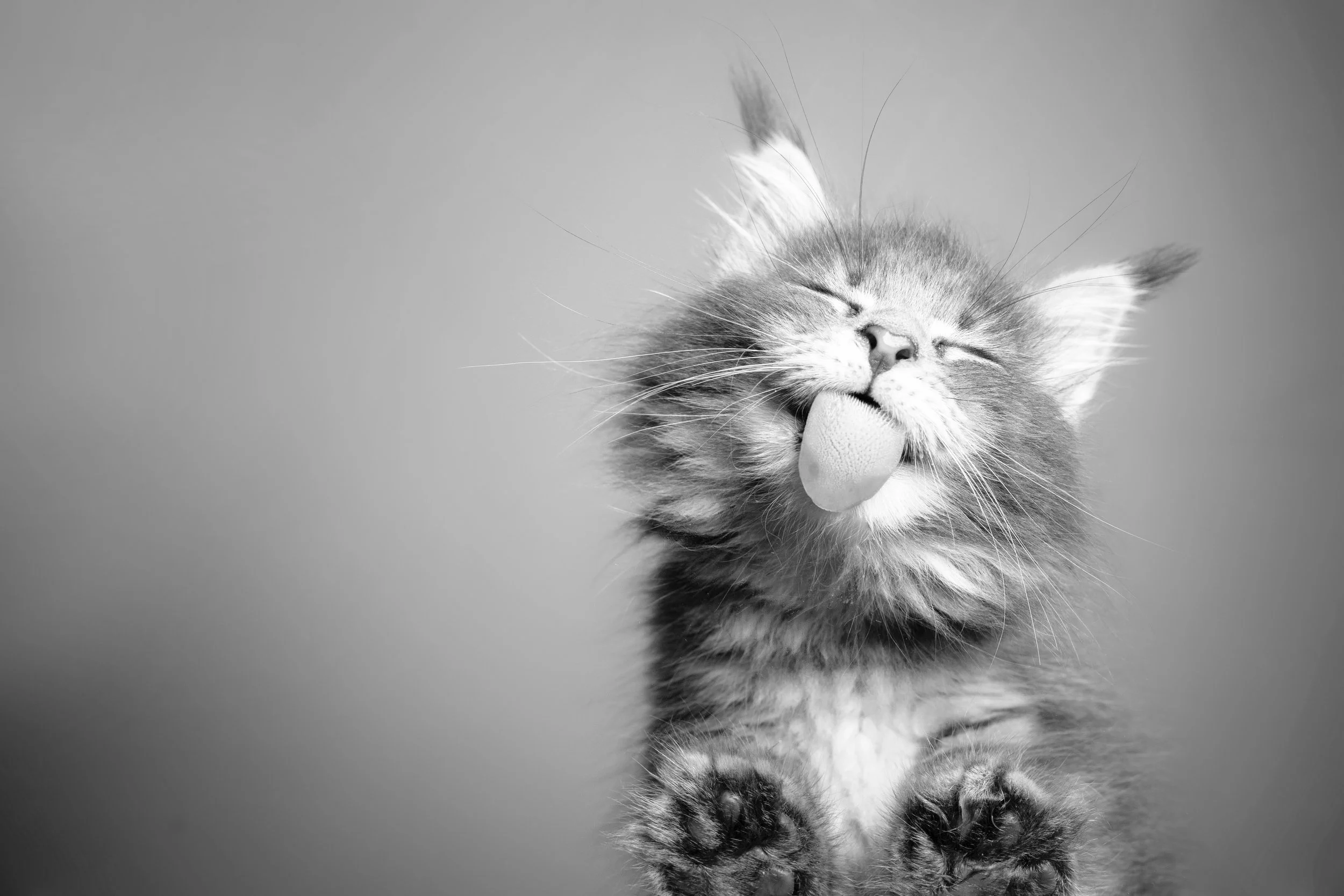 Innovet Animal Health