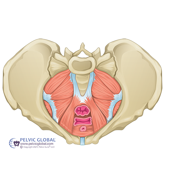 Demystifying The Pelvic Floor Anatomy Functions And Health — Momlife