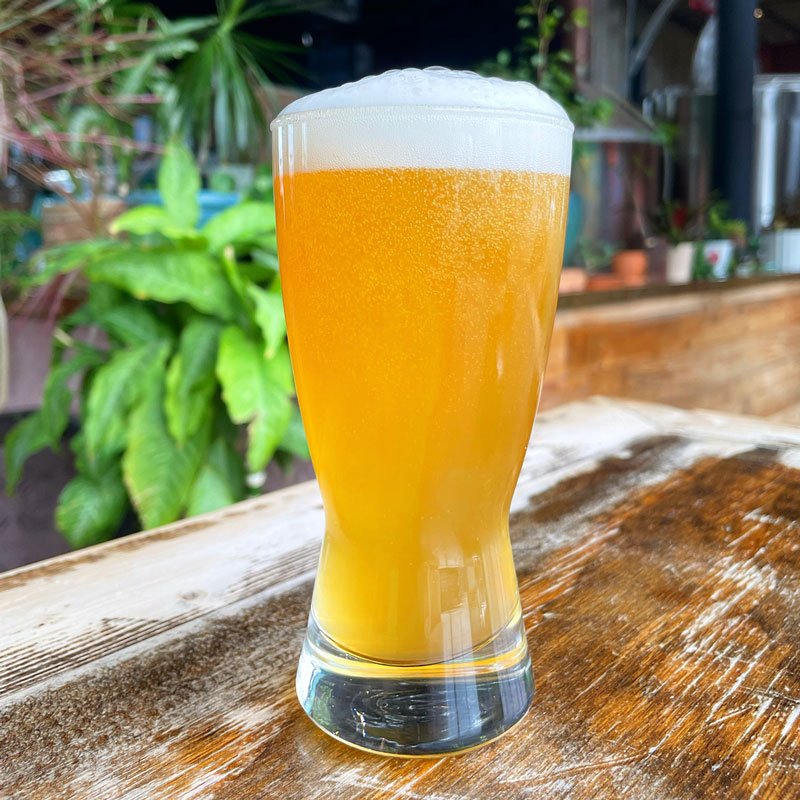 Beers — Golden Cactus Brewing - Tasty Brews in Roanoke, Va 🍻