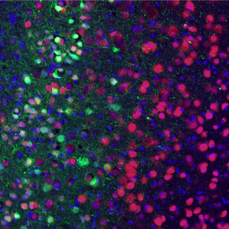Lab Updates — The Issler Lab