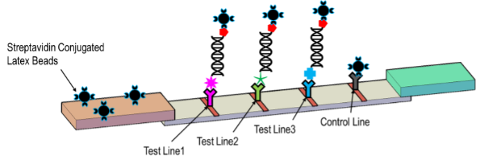 Go-DNA® | Rapid Nucleic Acid Detection Strips — GoDX