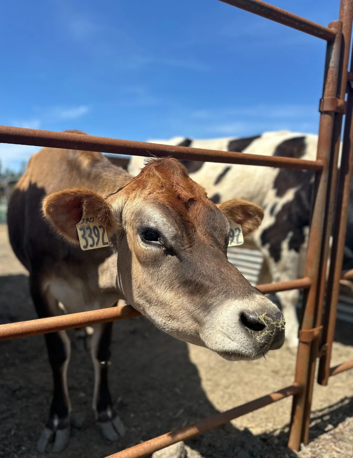Hana Field in Costa Mesa — Tanaka Farms