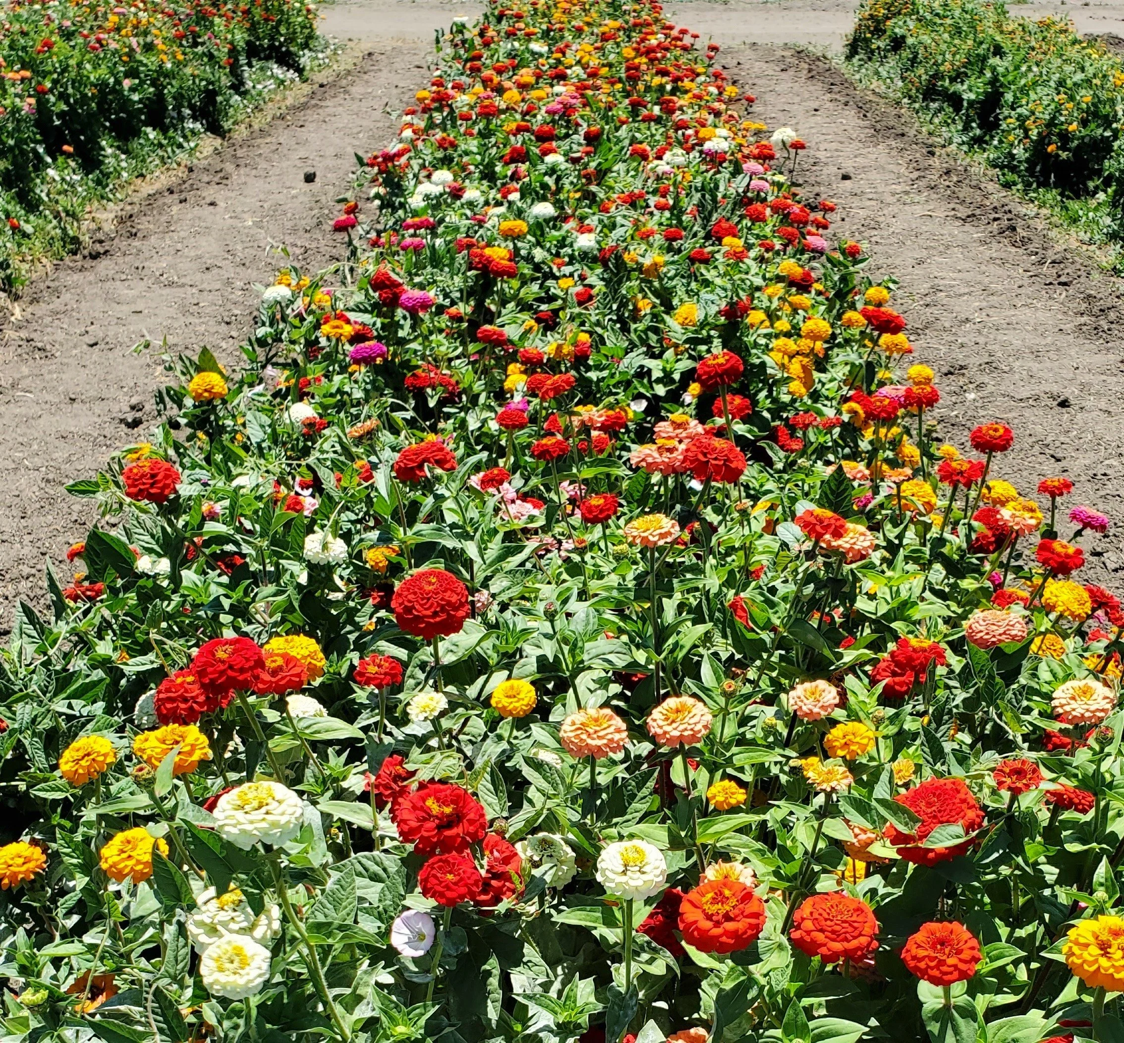 Hana Field in Costa Mesa — Tanaka Farms
